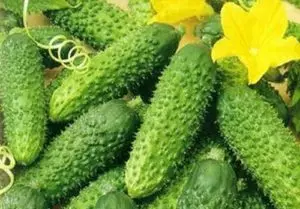 Kuvaus Cucumbers Adam ja suositukset viljelyyn ja hoitoon