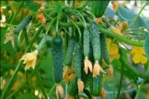 Cucumbers Siberian Garlandin ominaisuudet, hoitoominaisuudet
