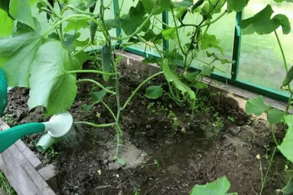 Cucumber stem