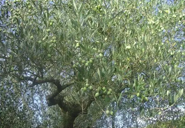 Strom olivoza.