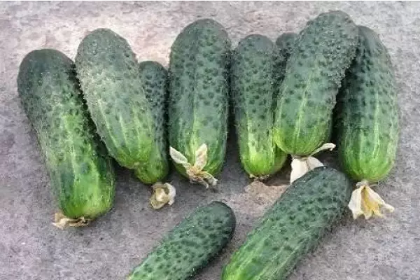 Cucumbers andrus f1.