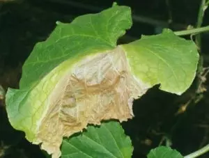 Varför drunknade bladens kanter från gurkor och vad man ska göra