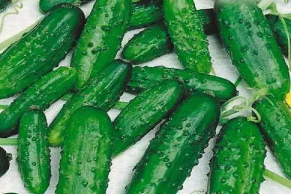 Cucumbers IRA