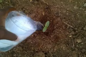 Aplicació i tipus de fertilitzants de potash per a cogombres