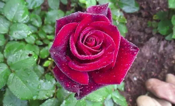 Een rose