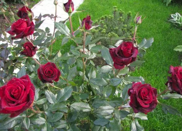 Roste Roses.