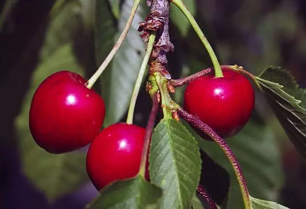 Berry dina cabang