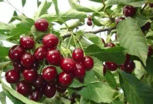 Description of Cherry Cherry Sort, Growing and Care, Collection and Storage of Berries
