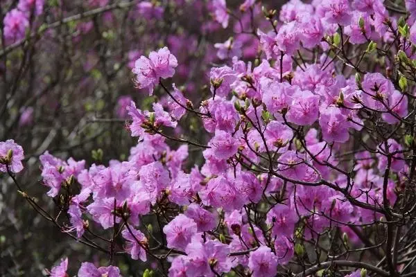 Рододендрон Даурски