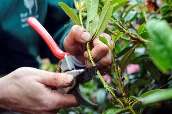 Trimming Bush.