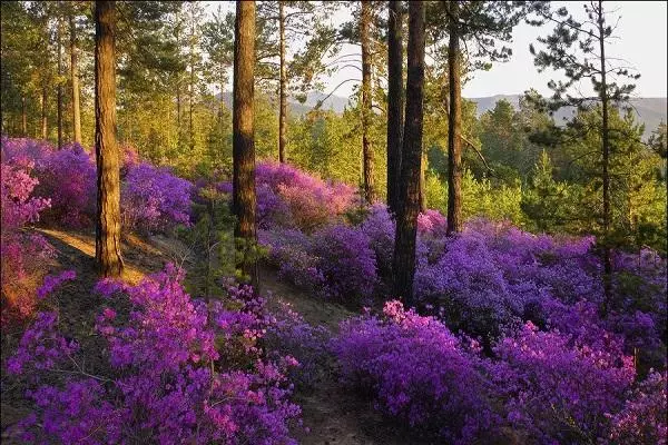 Flores na floresta