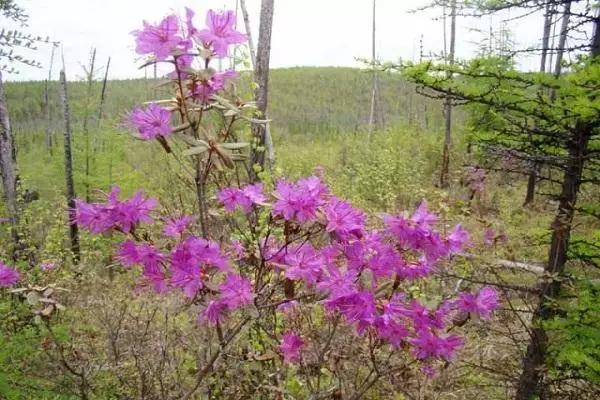 Wiosna Rododendron.