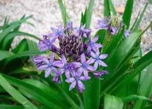 Regler for landing og omsorg for hyacinthodutes i åpen jord