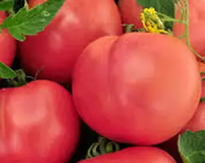 Característica e descrição da variedade de lembrança rosa tomate, seu rendimento