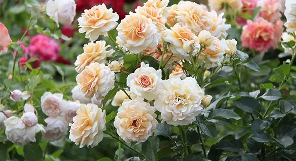 Rose Floribunda