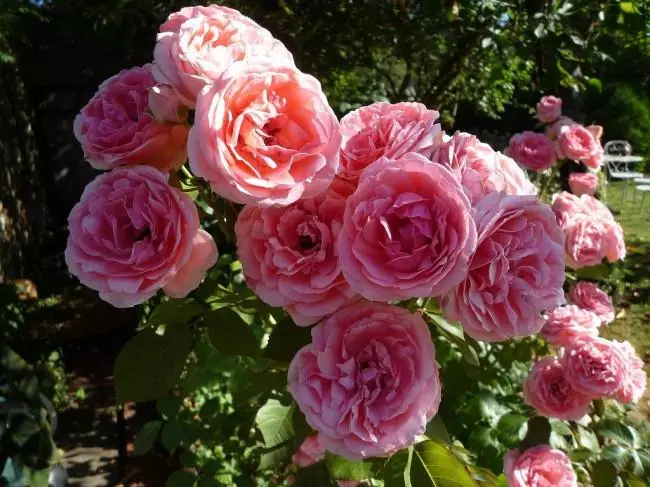 Rose Floribunda