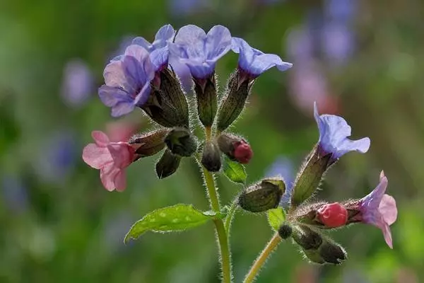 Blumender Herbushka