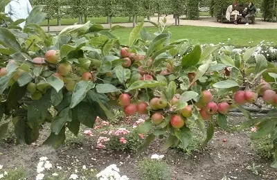 Metanje jabolčnega drevesa