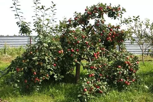 Bacanje stabla jabuke