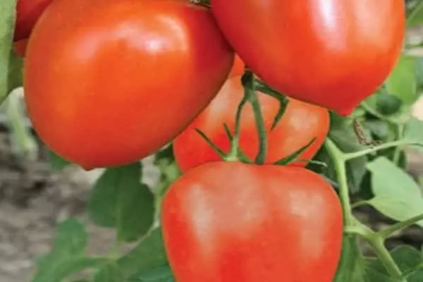 Tomato Emperora