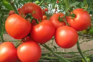 Inkcazo kaTomato Tomato Tomato etho, iimpawu zayo kunye nesivuno