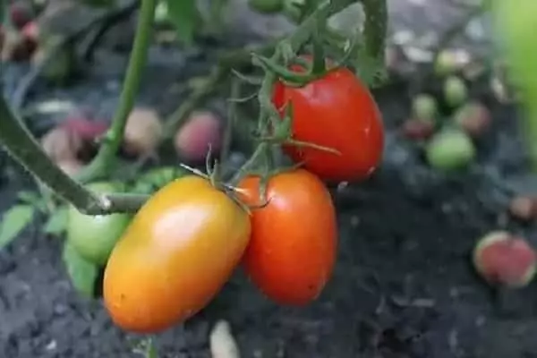 אינדיקטורים להניב