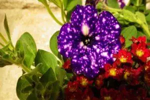 Cur síos agus tréithe cineálacha petunia spéir starry, caolchúisí grád