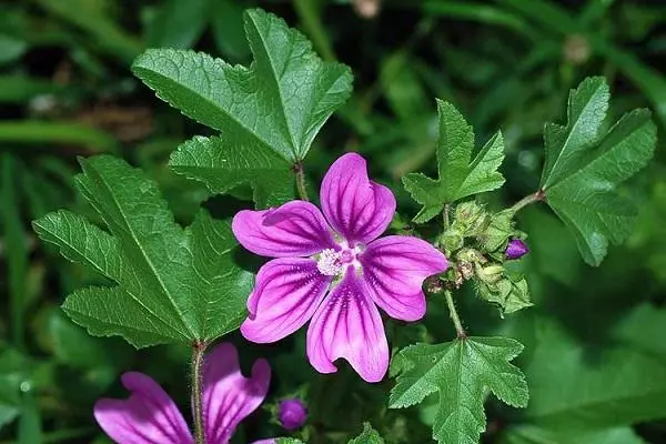 Plantes creixents