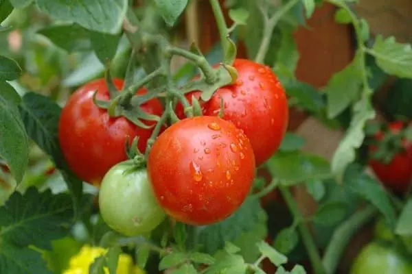 Tomato Beschreiwung