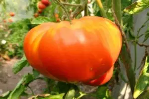 トマトのバラエティプライドシベリアの特徴と説明