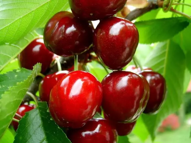 Mi Cherry