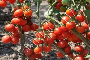 Beskrivelse Tomat Tomat Candy Rød, Egenskaper for voksende og omsorg