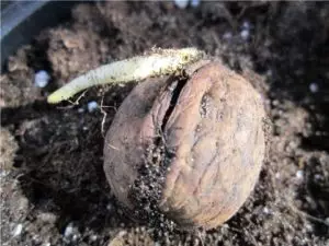Kuidas panna ja kasvatada pähkel, tõuaretuse hoolduse ja meetodite eeskirjad