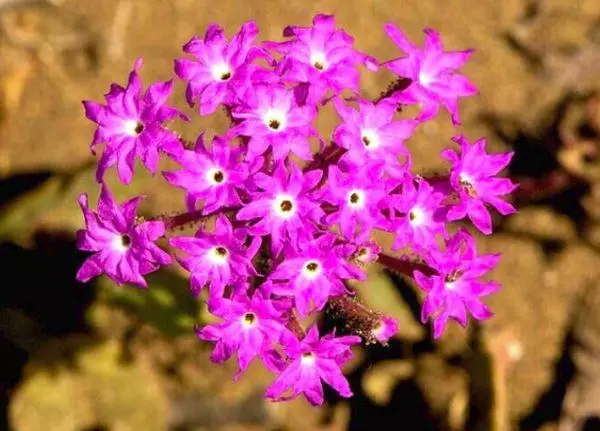 Flor de Verbena.