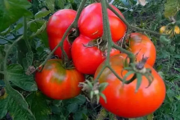 Tomato Deliciosis: Characteristics and Description of the variety, the opinion of dacnis with the photo