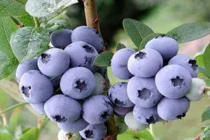 Katrangan lan ciri Duke Blueberry varietas, Landing lan Care