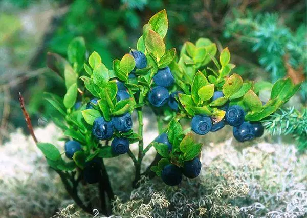 Bush blåbär