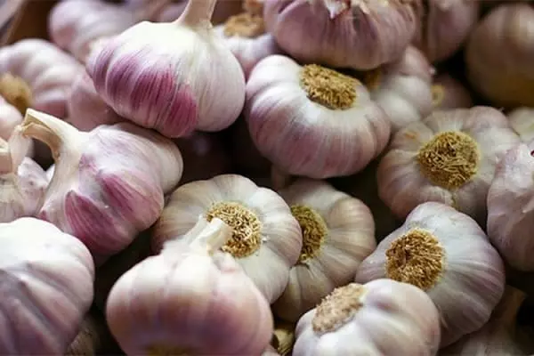 Vintage Garlic Komsomolets
