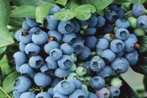 藍莓品種Bluesold，著陸和護理規則的描述和特徵