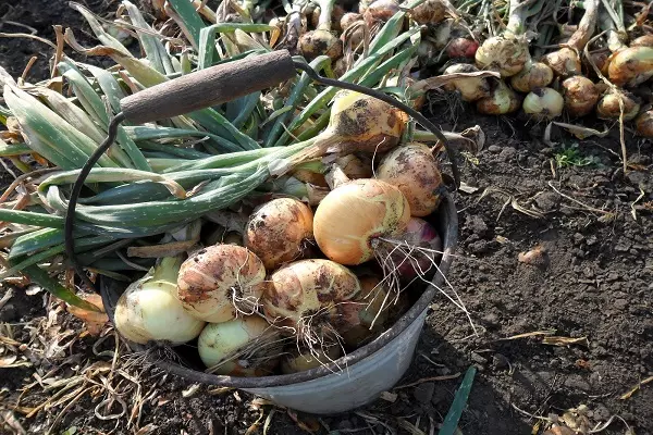 Ripening of Lukovitz