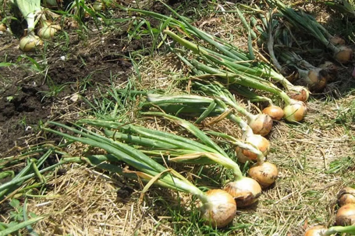 Materiale preparato