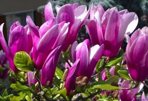 Magnolia Susan: Description and characteristics of varieties, landing and caring with photos