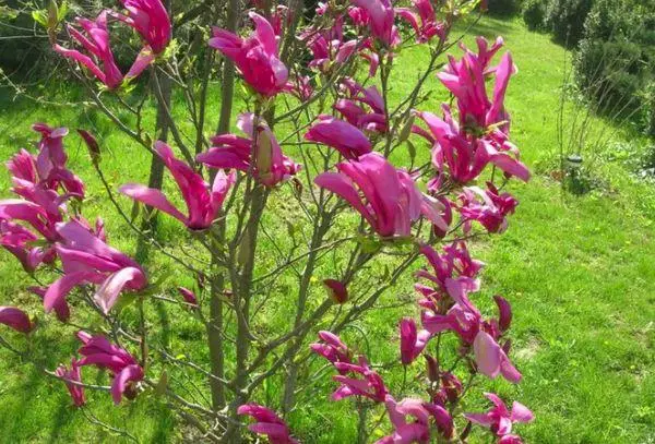 Na-etolite magnolia