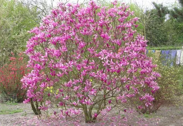 Magnolia voninkazo
