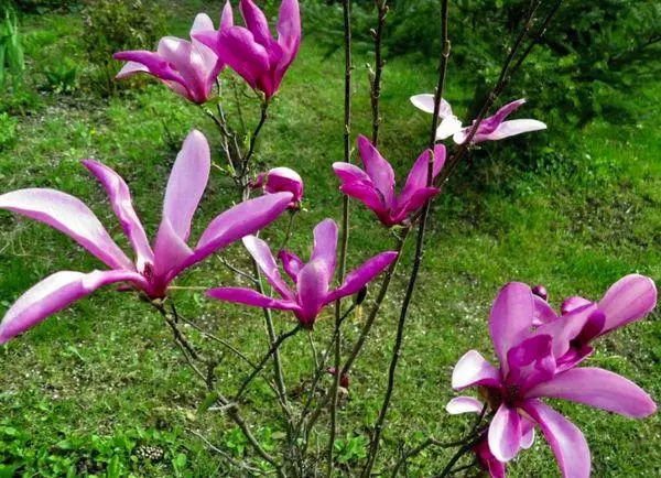 Reproduksi Magnolia