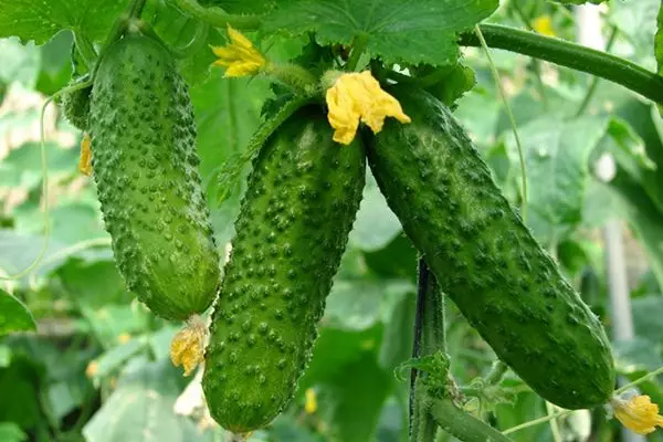 Cucumbers i nGairdín Glasraí