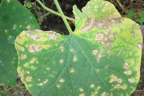 Anthracnose on the leaves of cucumber