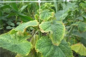 Por que as folhas de pepinos amarelas as bordas e o que fazer