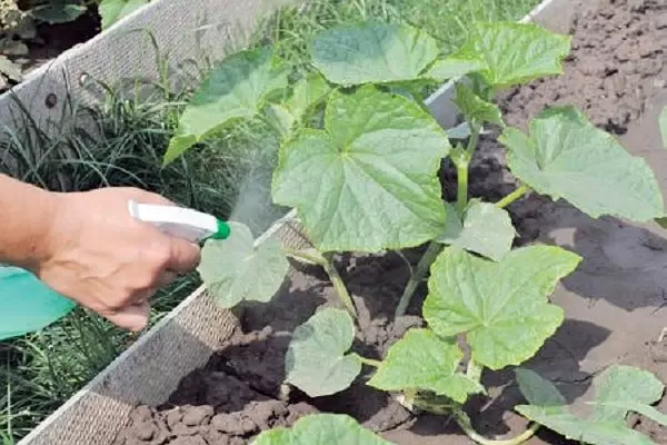 Spraying cucumbers