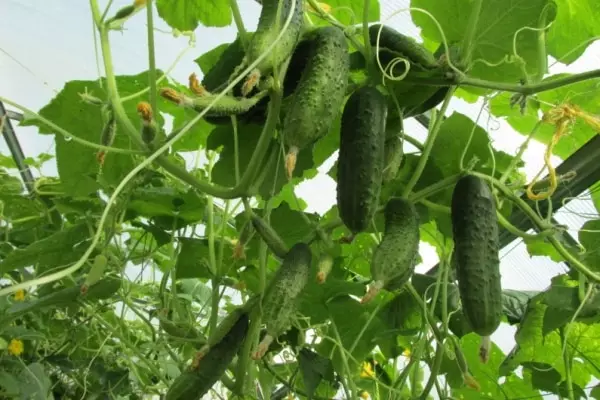 Cucumbers na teplice